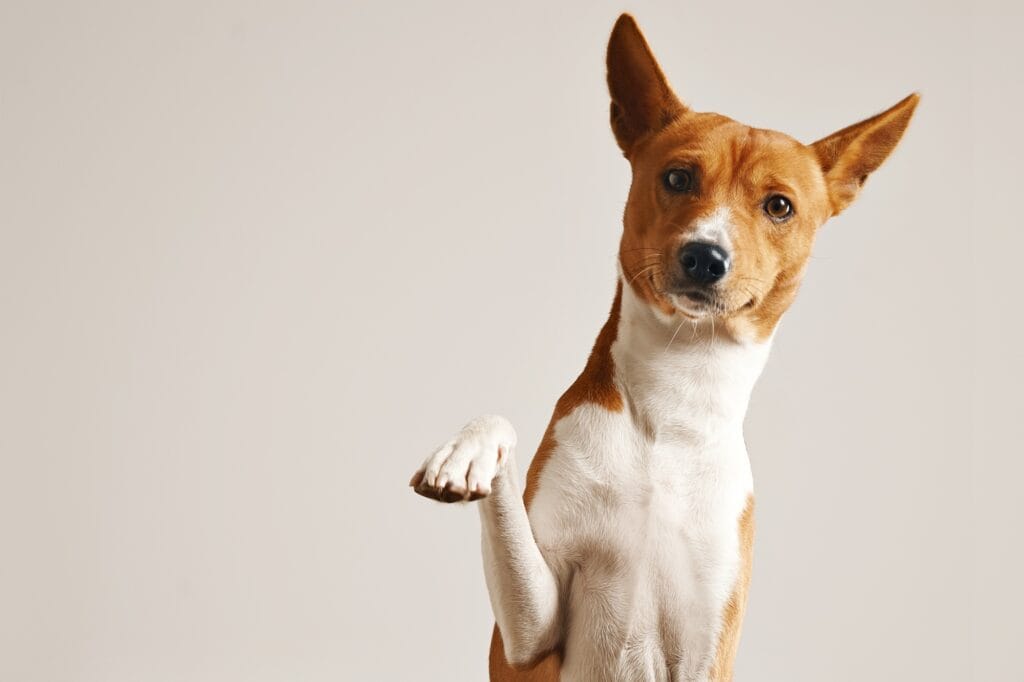 Breeds and Types of Assistance Dogs - Paws For Support
