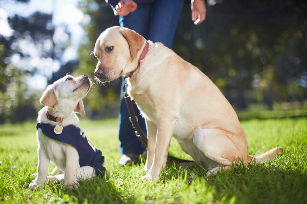 Service Dog Certification Owner Trained Assistance Dogs Australia
