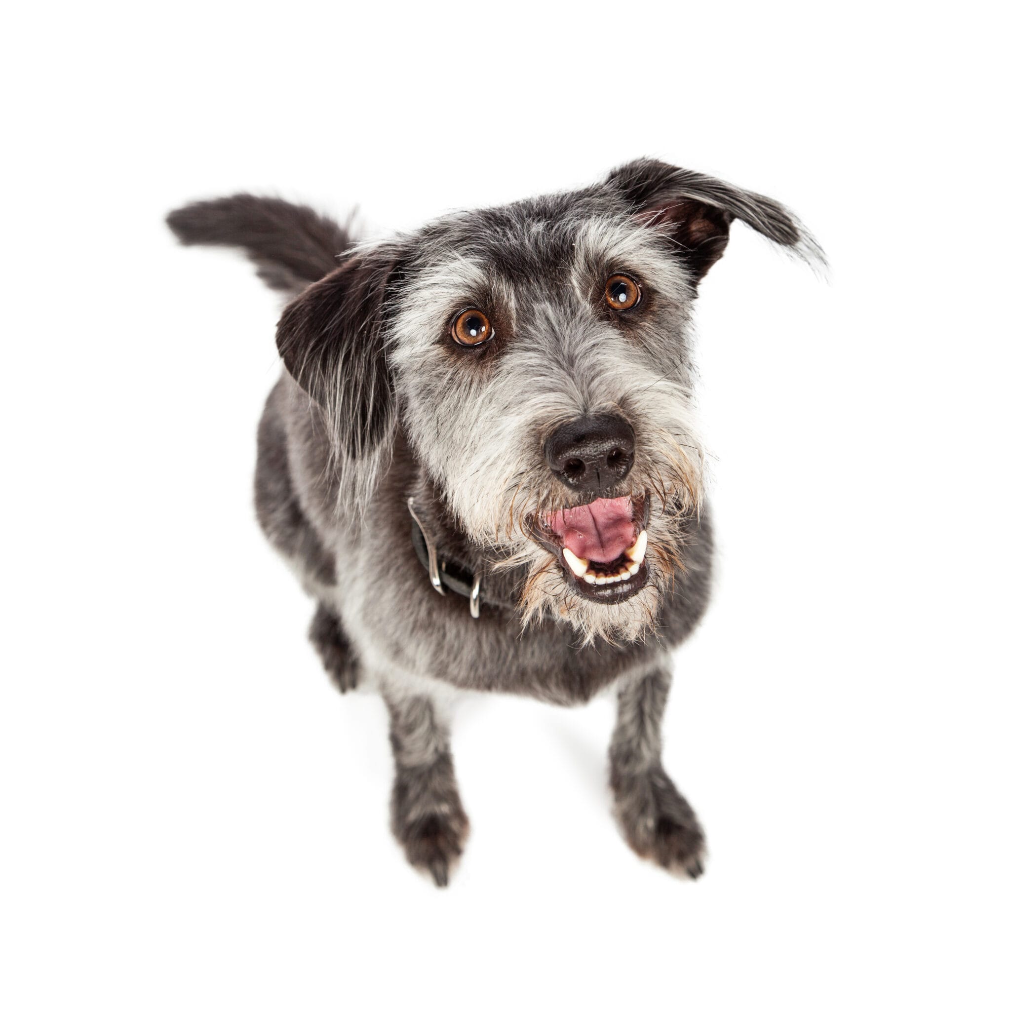 Certified Support Dog Training | Paws For Support