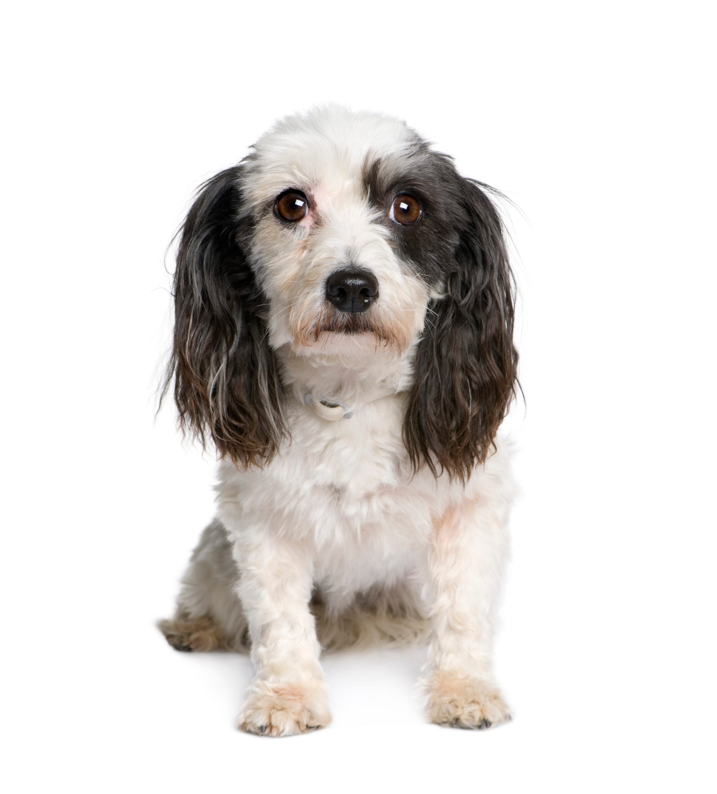 Assistance Dog & Service Dog Certificates for Dogs Australia