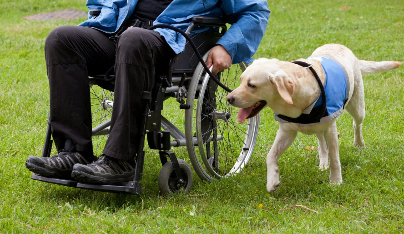 Service Dog Certification Owner Trained Assistance Dogs Australia