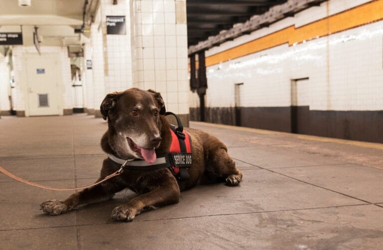Assistance Dog & Service Dog Certificates for Dogs Australia
