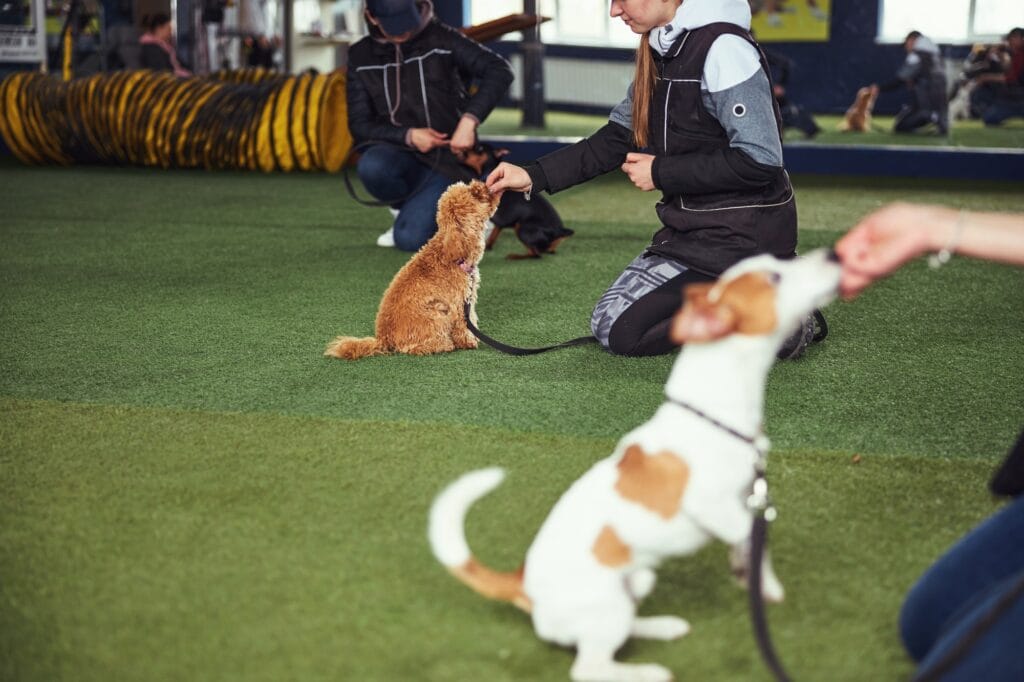 Service Dog Certification Owner Trained Assistance Dogs Australia