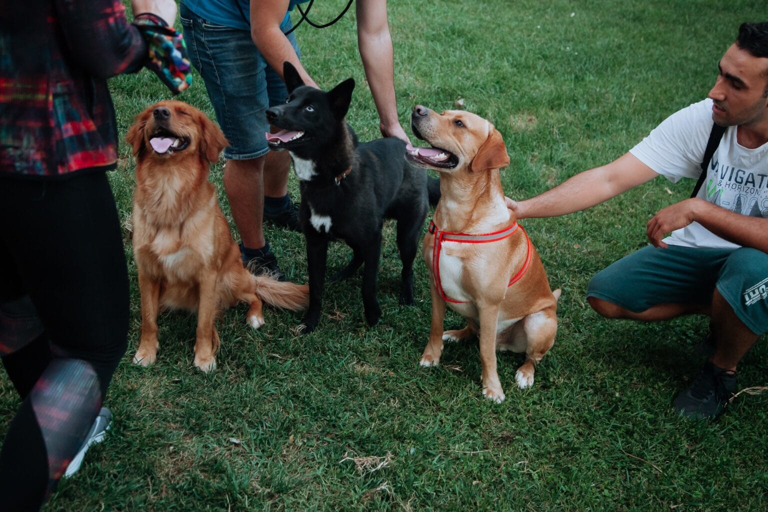 Breeds and Types of Assistance Dogs - Paws For Support