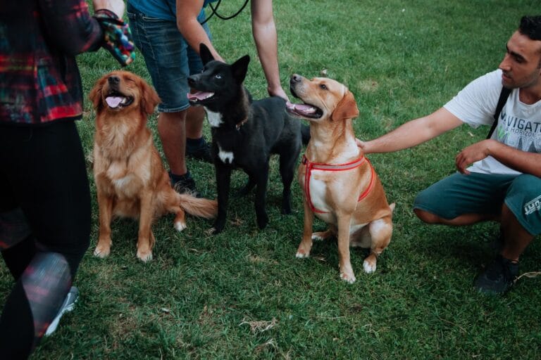 Breeds and Types of Assistance Dogs - Paws For Support