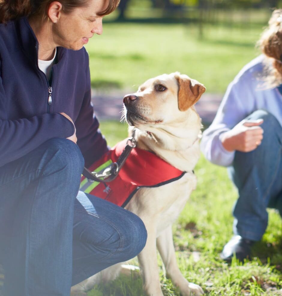 Service Dog Certification Owner Trained Assistance Dogs Australia