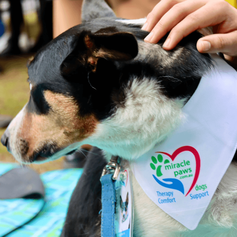 Certified Support Dog Training | Paws For Support