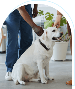 Certified Support Dog Training | Contact PAWS For Support