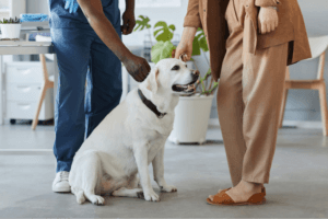 Certified Support Dog Training | Paws For Support