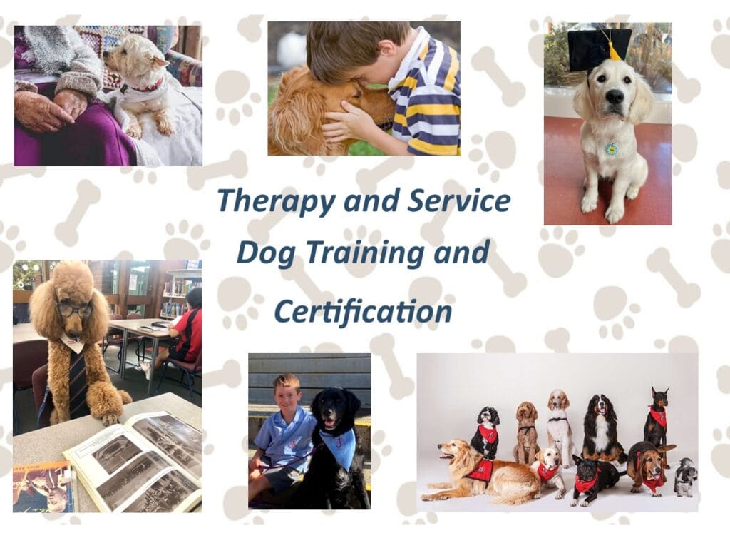 Certified Support Dog Training | Paws For Support